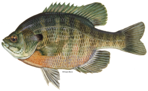 What are Brim Fish? - The Blue Explorer