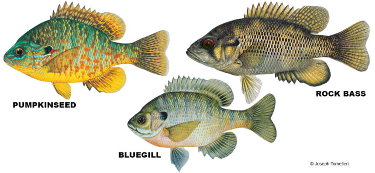 What are Brim Fish? - The Blue Explorer