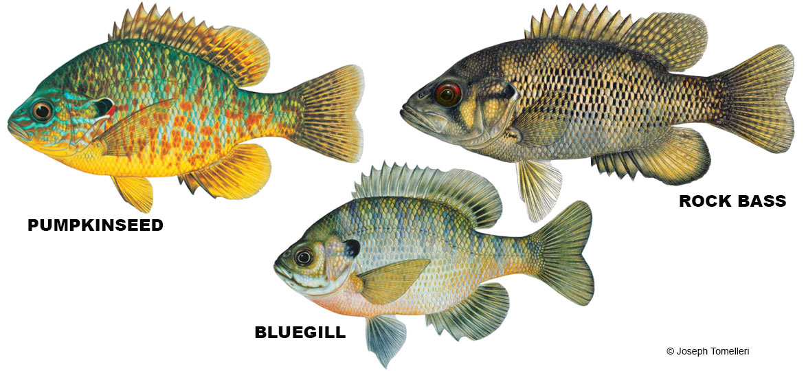 What are Brim Fish? - The Blue Explorer